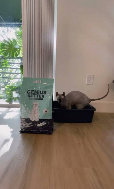 Healthier Cats Start Here | Genius Litter